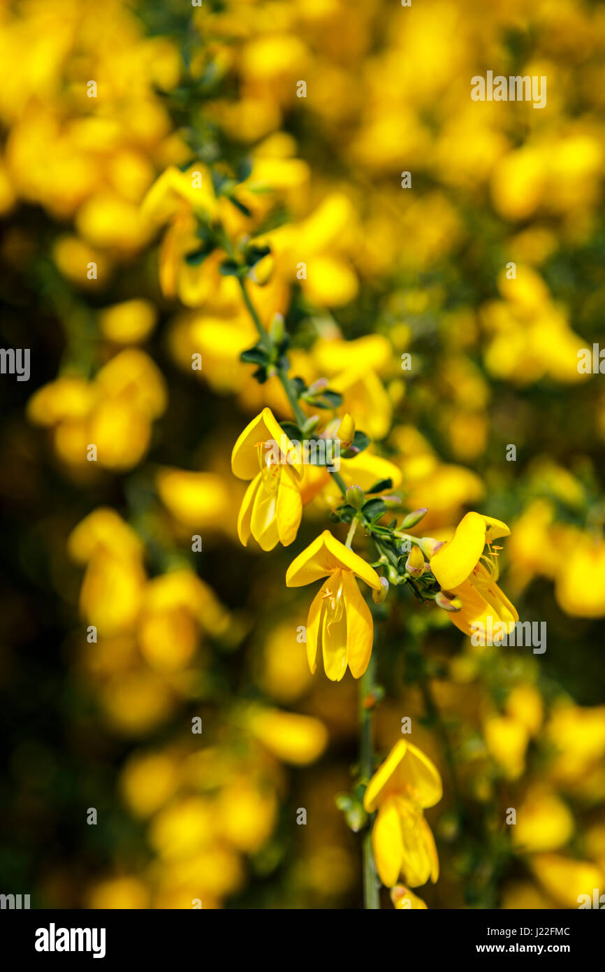 Ornamental broom flower hi-res stock photography and images - Alamy