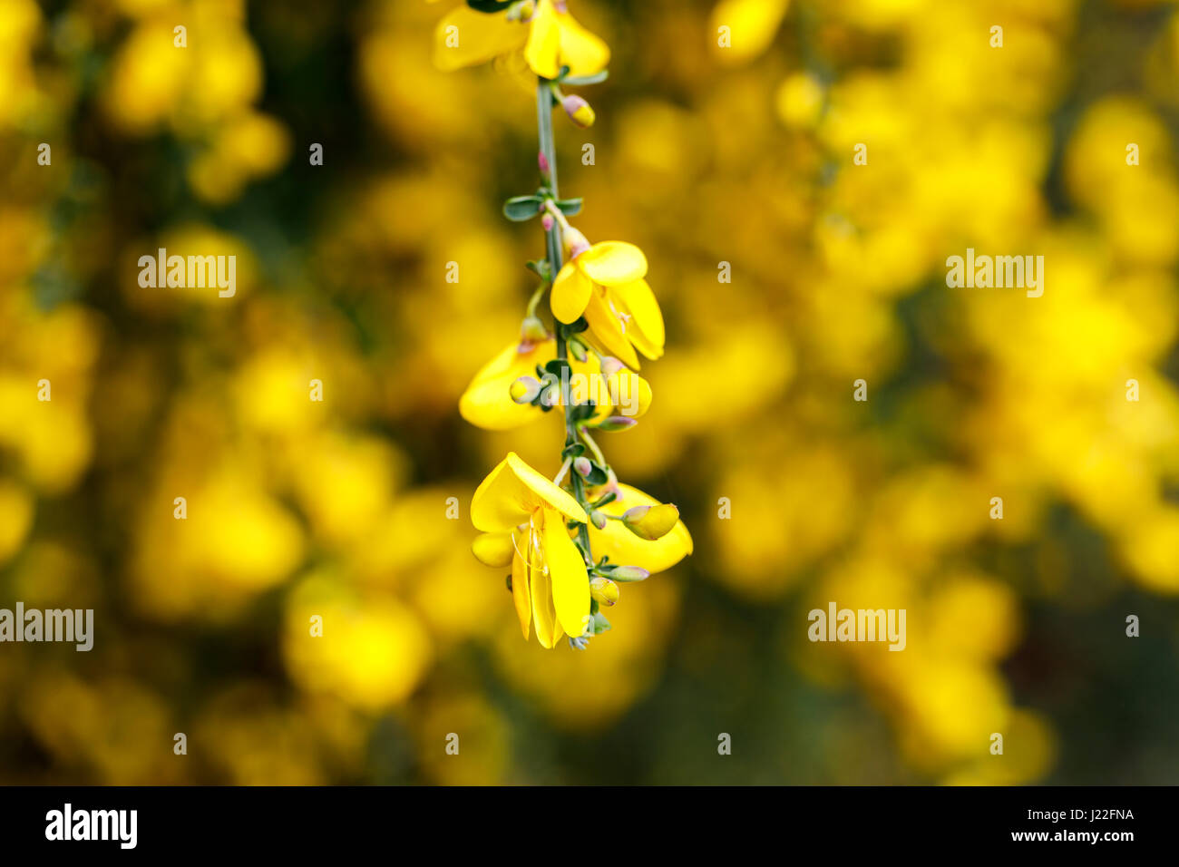 Bright yellow spring flowering broom bush blooming as an ornamental ...