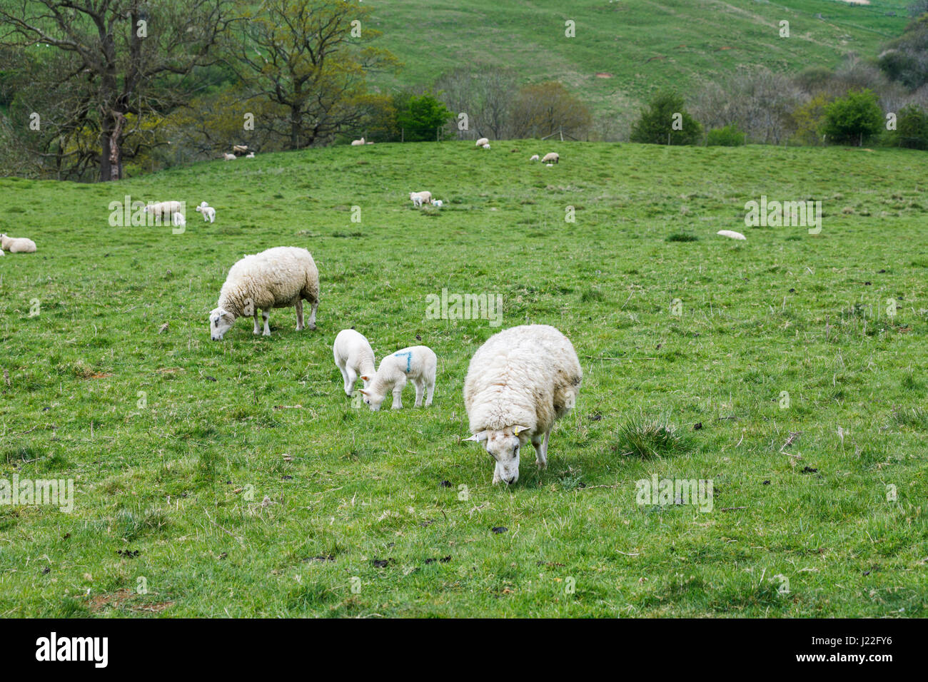 UK livestock farming industry, lambing season: white sheep spring lambs ...