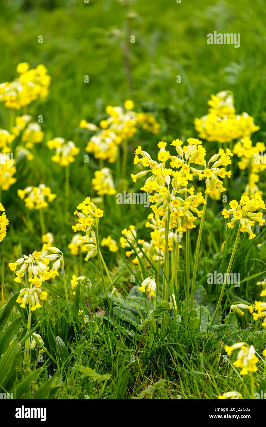 Pretty, delicate yellow cowslips (Primula veris) growing, flowering in ...