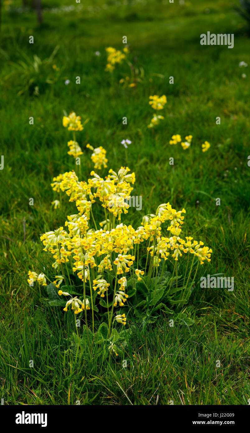 Pretty, delicate yellow cowslips (Primula veris) growing, flowering in ...