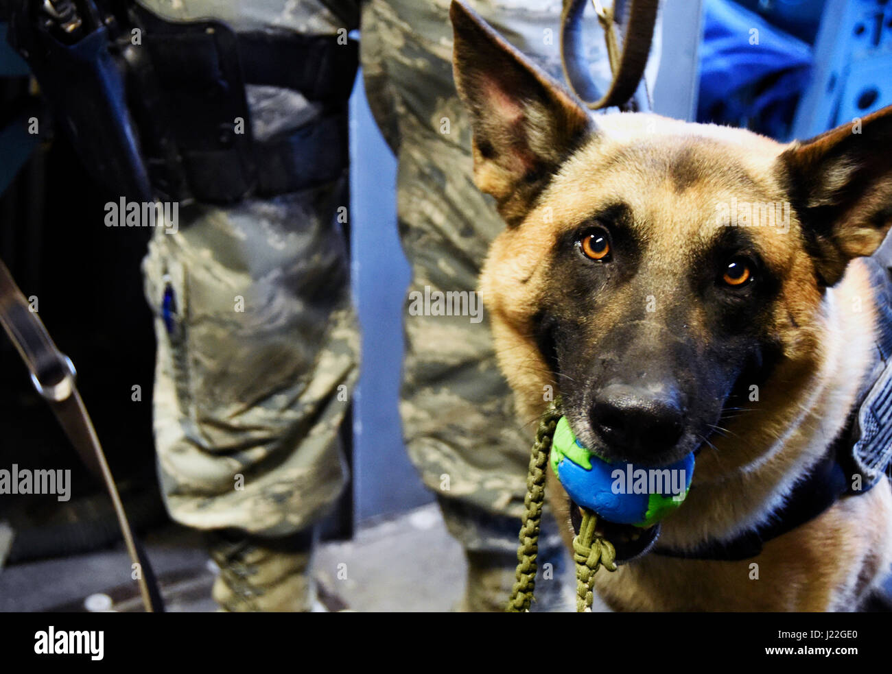 Military working dog bites u s hi-res stock photography and images - Alamy