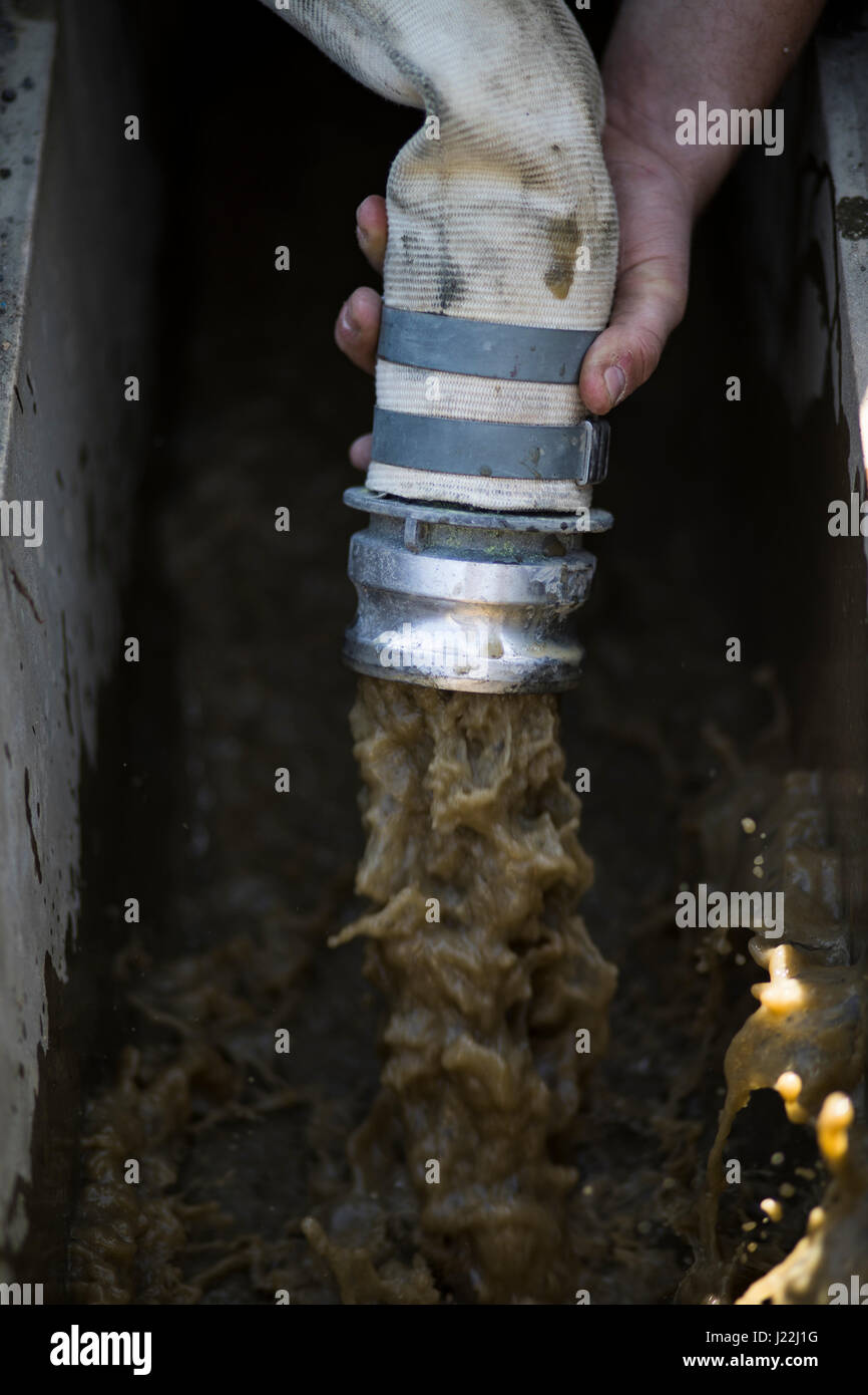 Muddy water flows through a hose and into a drainage ditch during ...