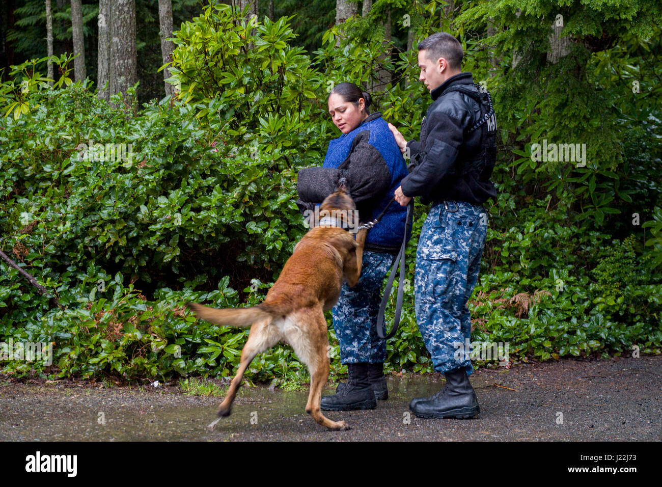 Military Working Dog participates in patrol training with Navy Master ...