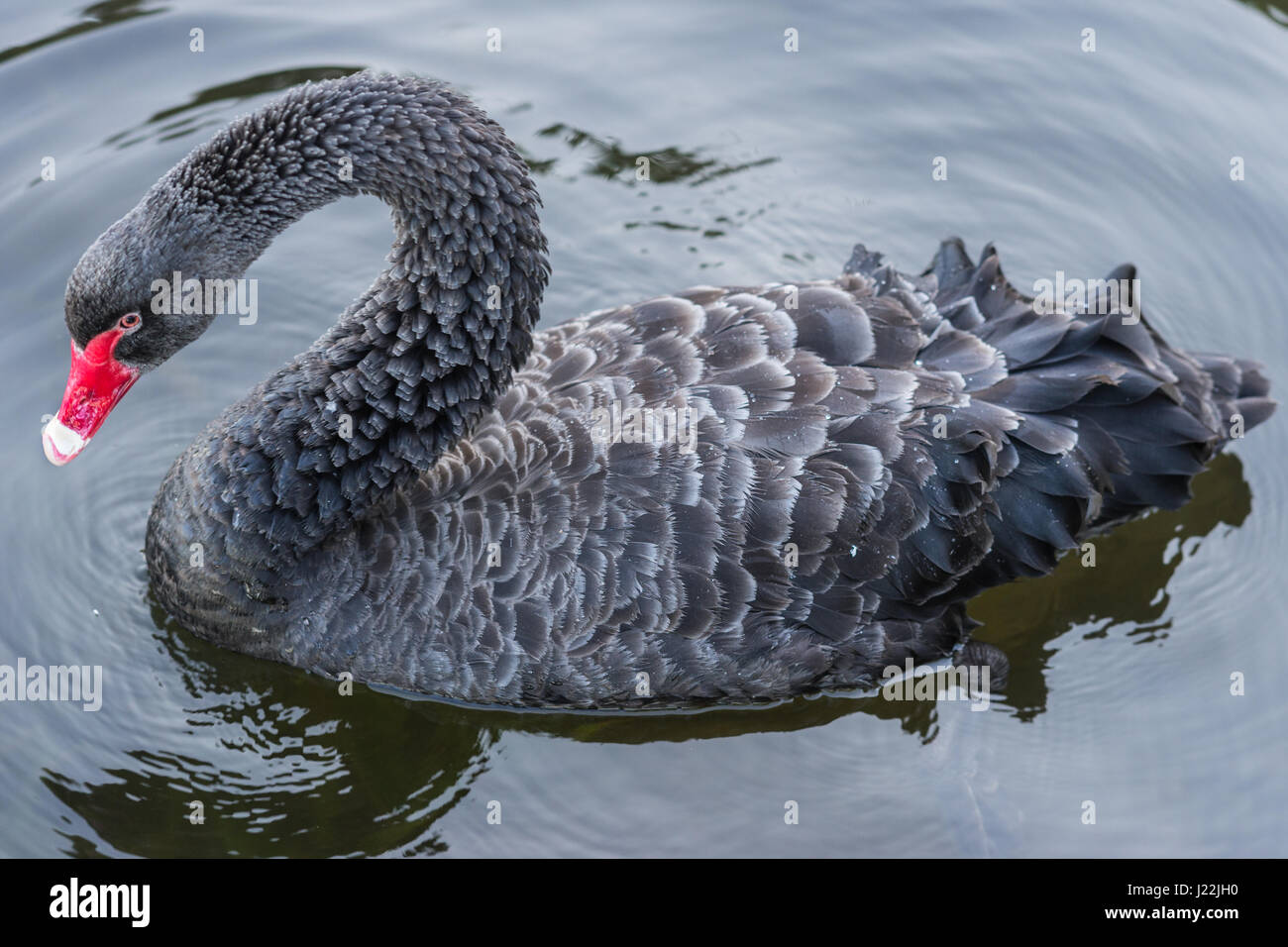 Auckland, New Zealand - March 2, 2017: Closeup of floating black ...