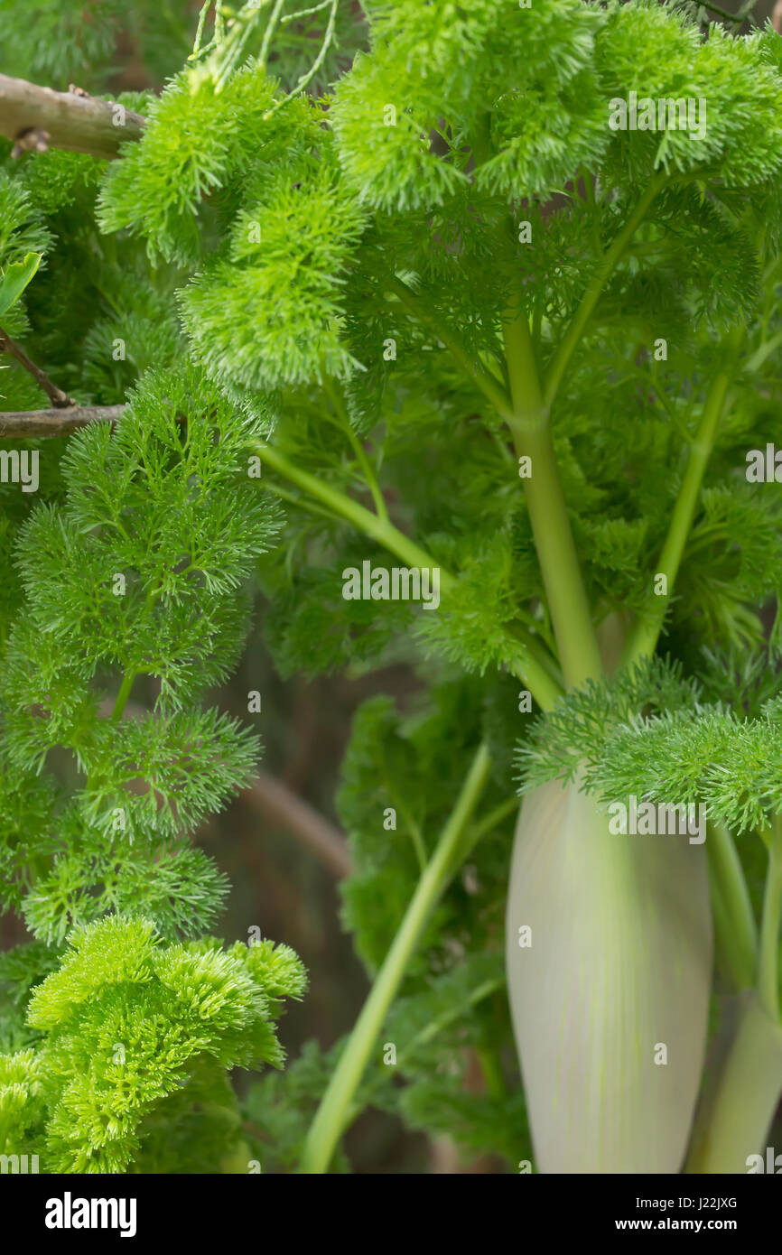 Ferula communis hi-res stock photography and images - Alamy