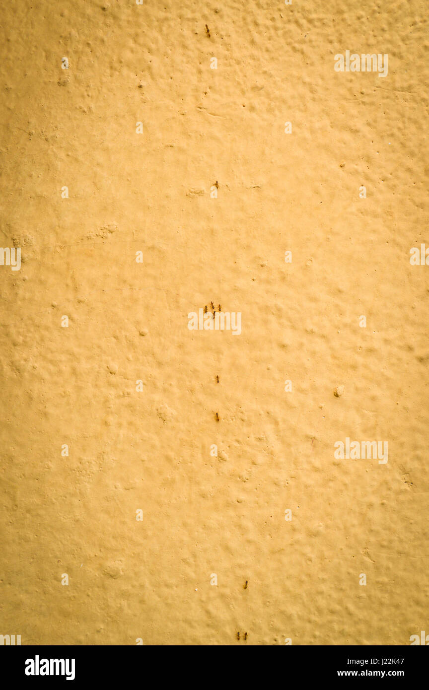 Yellow Concrete texture Stock Photo - Alamy