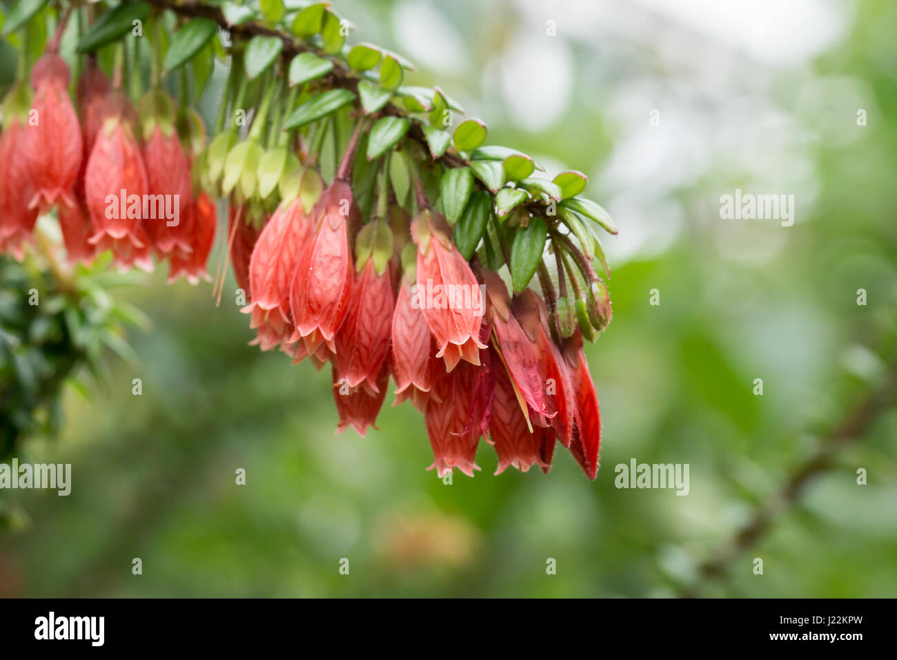 Closeup of the tubular blossoms of the Agapetes serpens, a plant native ...