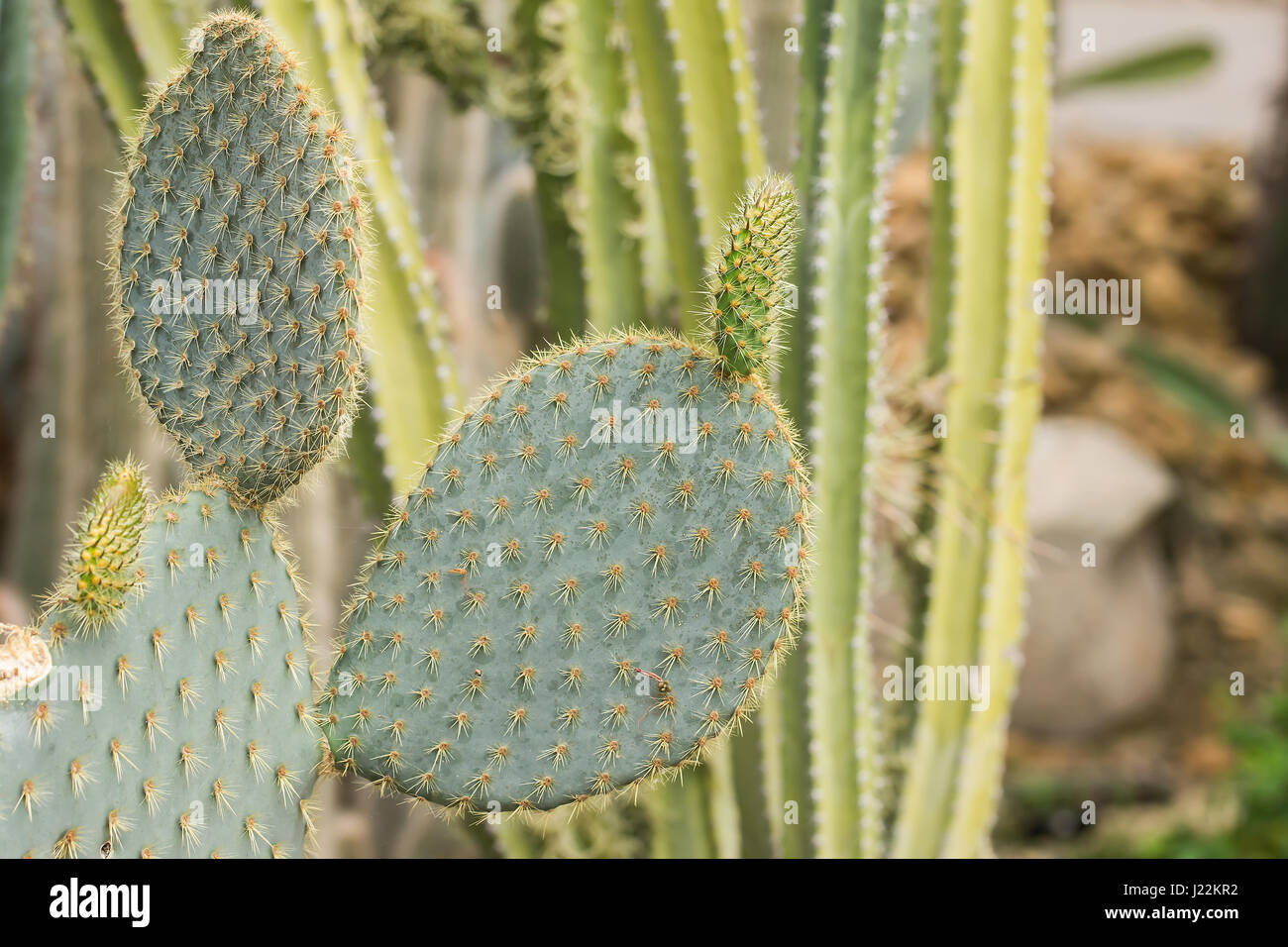Close up of opuntia curvispina griffith, a paddle cactus Stock Photo ...