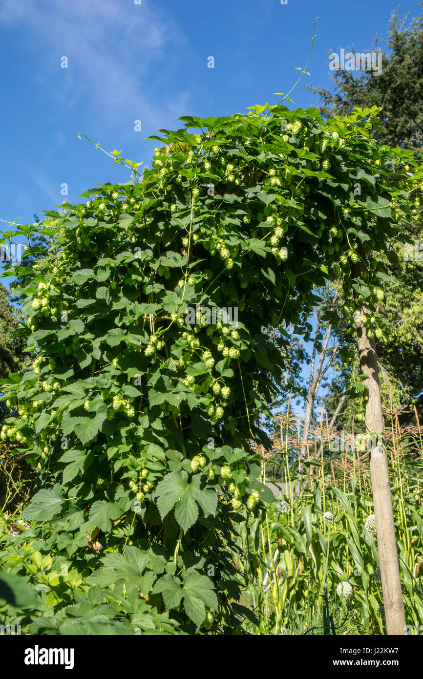 Hops plant growing on a trellis, with sweet corn in the background, in ...
