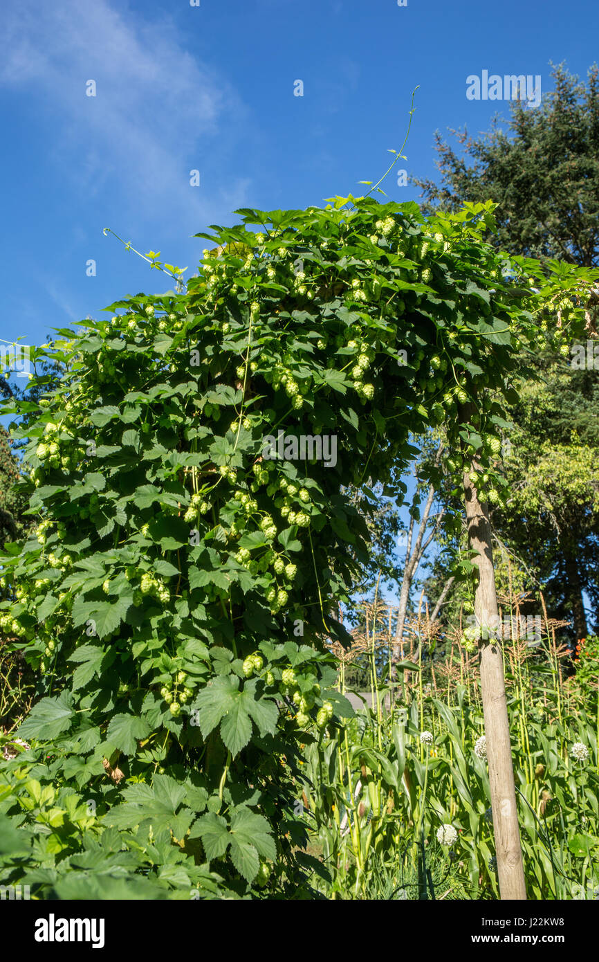 Hops plant growing on a trellis, with sweet corn in the background, in ...