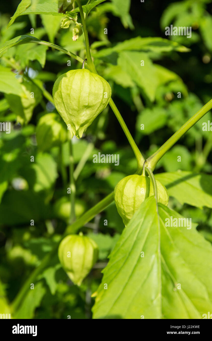 Tomatillo plant hi-res stock photography and images - Alamy