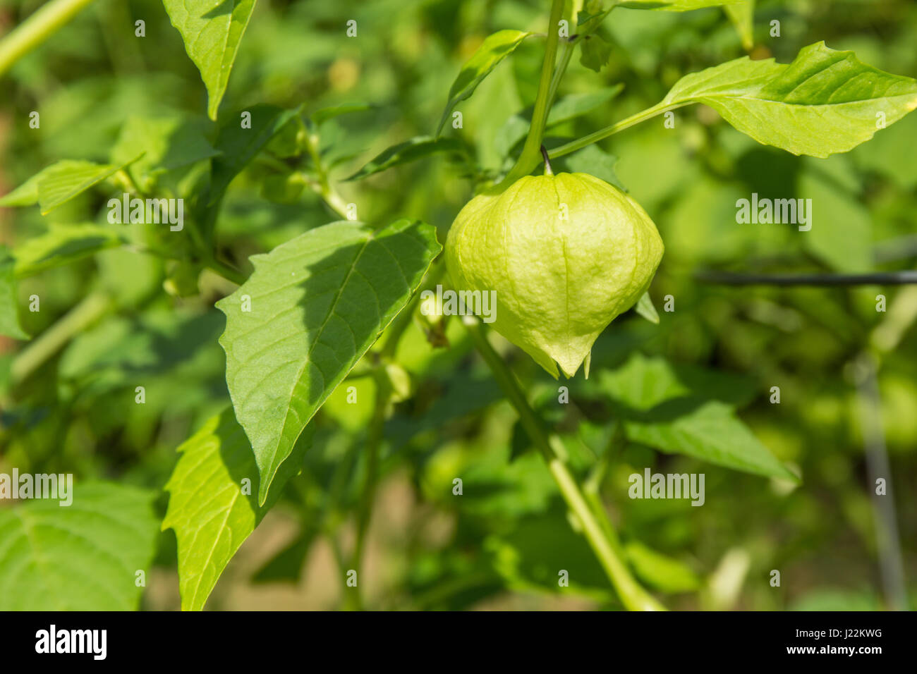 Tomatillo plant hi-res stock photography and images - Alamy