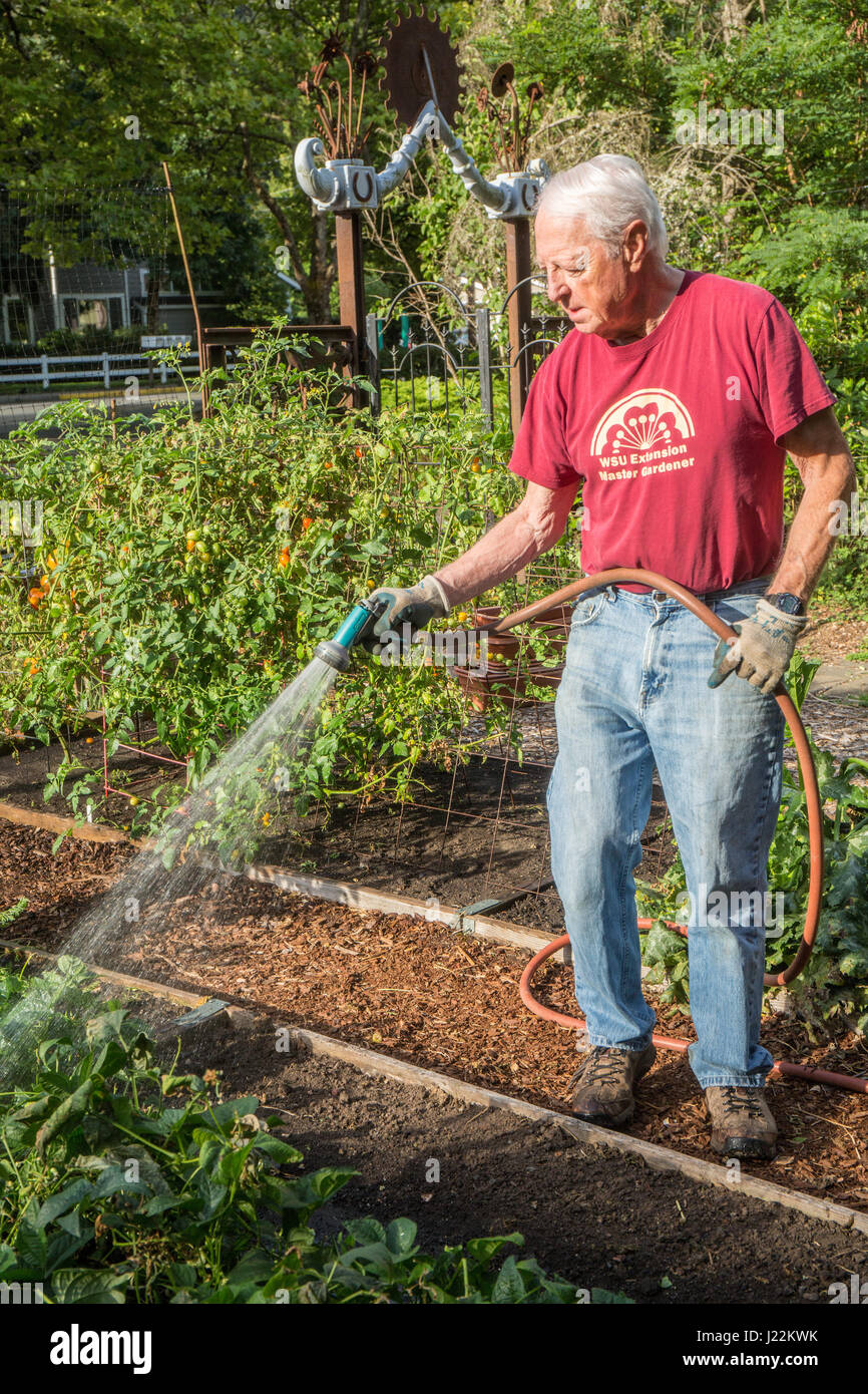 Male master gardener watering raised bed gardening plots in a community ...