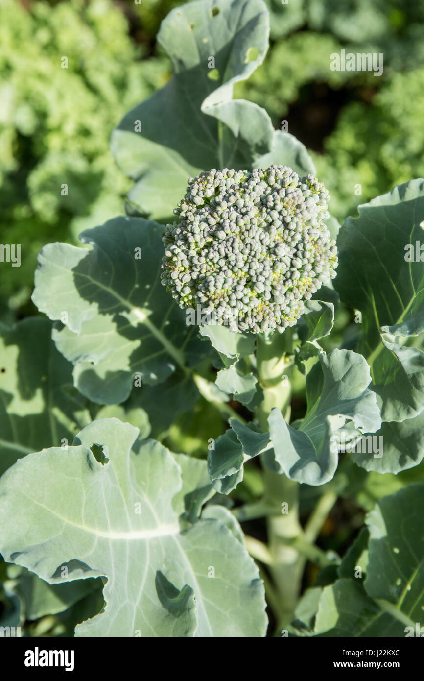 Broccoli plant hi-res stock photography and images - Alamy