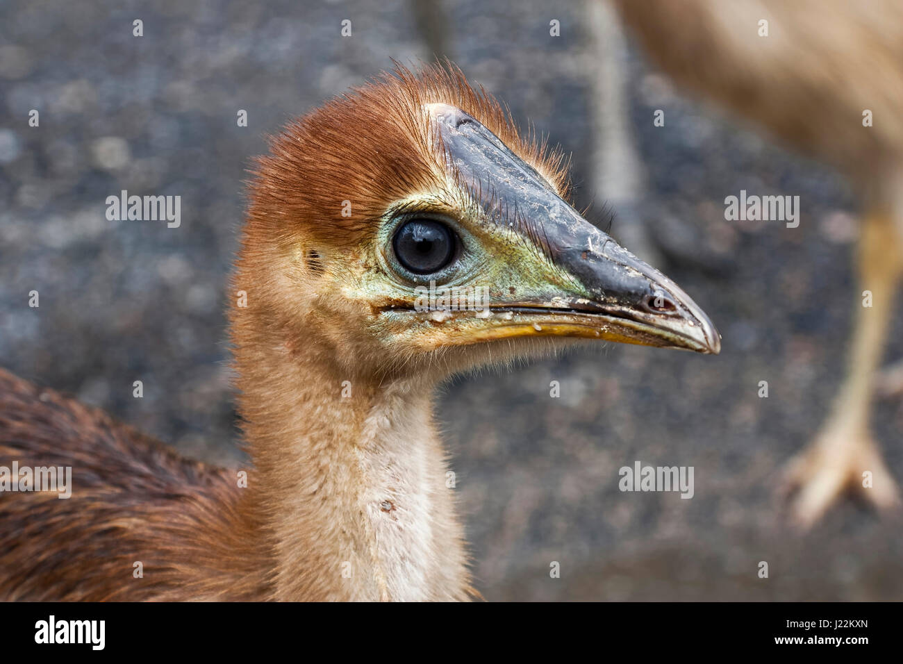 close up of emu chick side view Stock Photo - Alamy