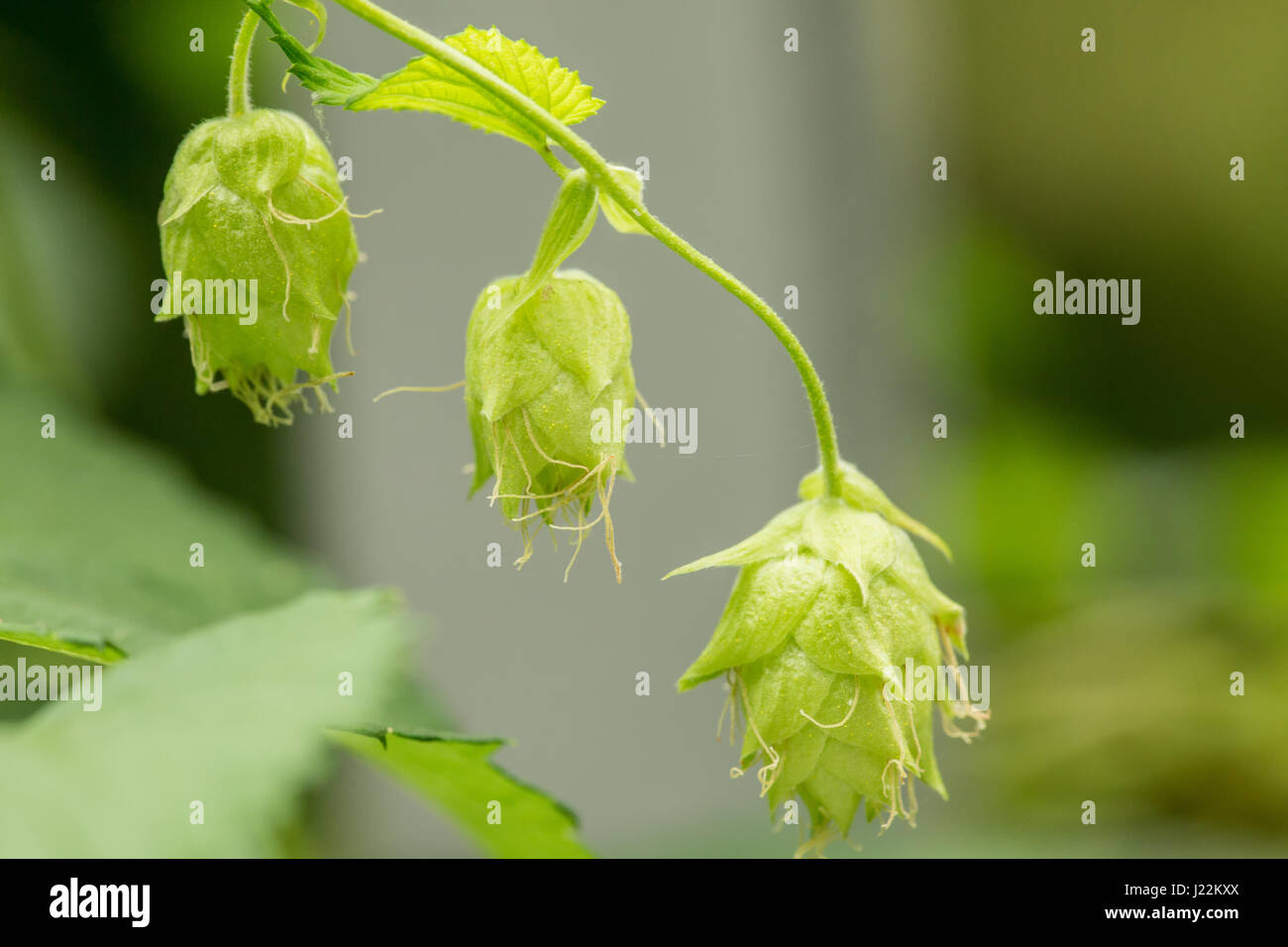 Close-up of hops cones in Issaquah, Washington, USA. Hops are the ...