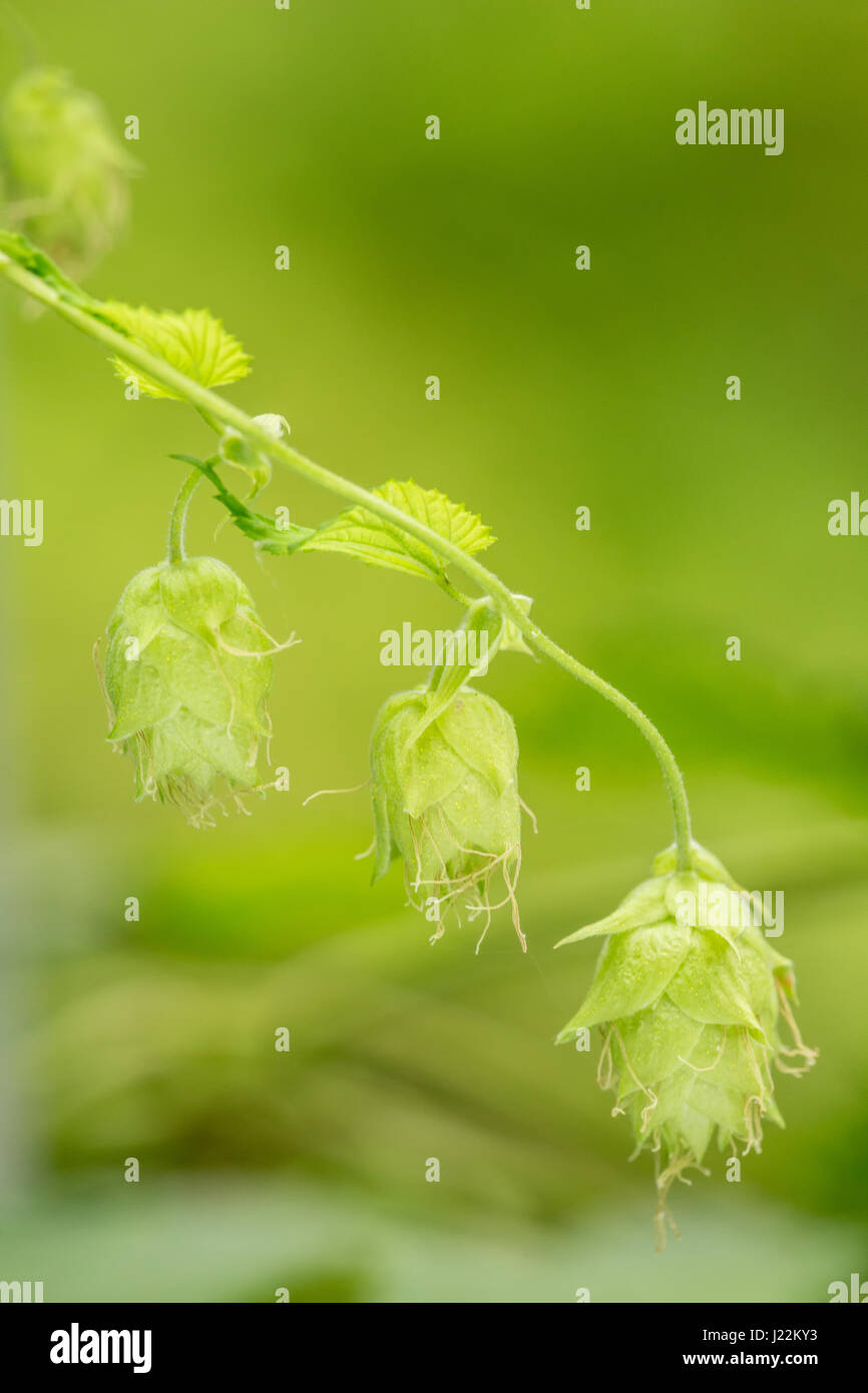Close-up of hops cones in Issaquah, Washington, USA. Hops are the ...