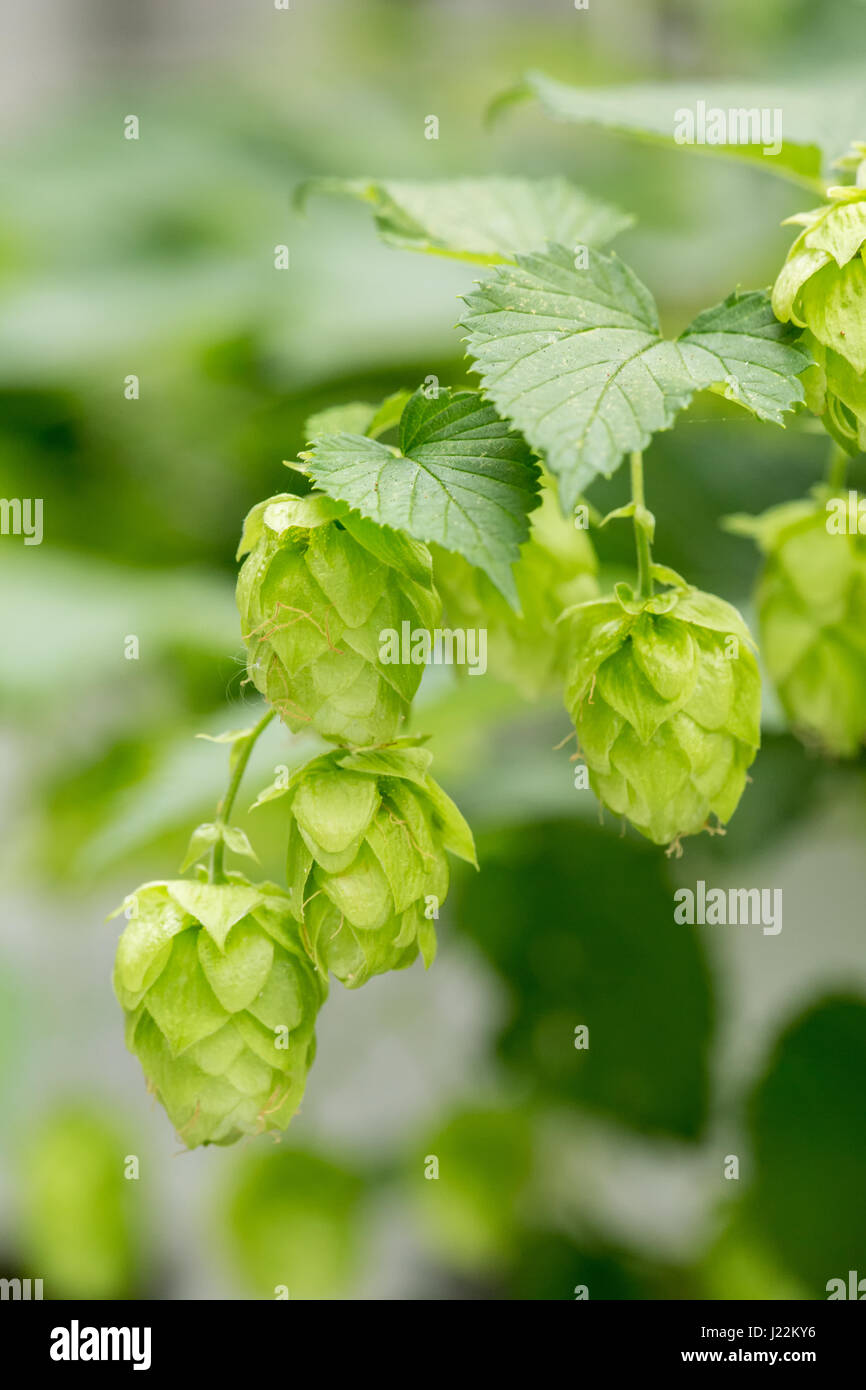 Close-up of hops cones in Issaquah, Washington, USA. Hops are the ...