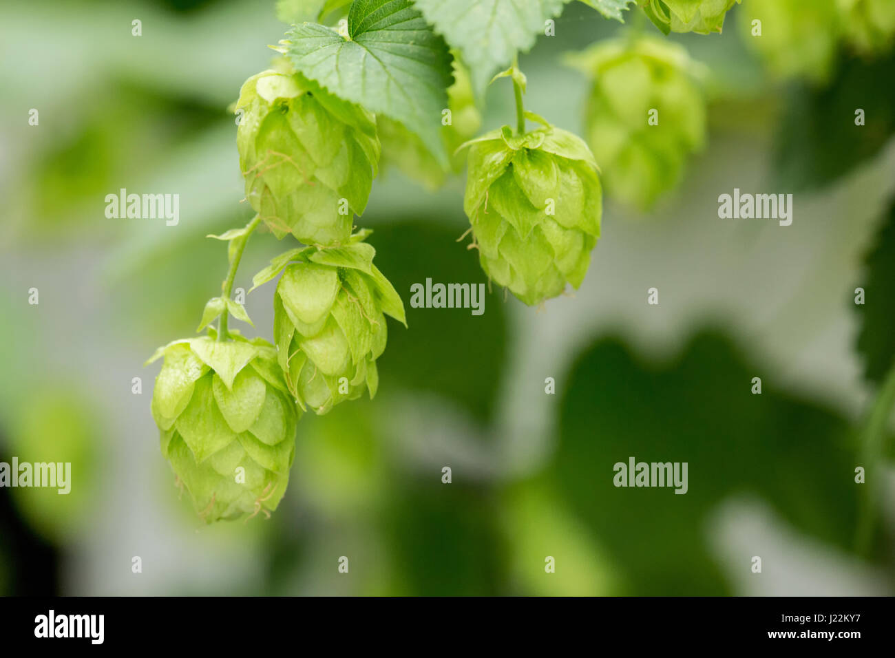 Female hop flowers humulus lupulus hi-res stock photography and images ...