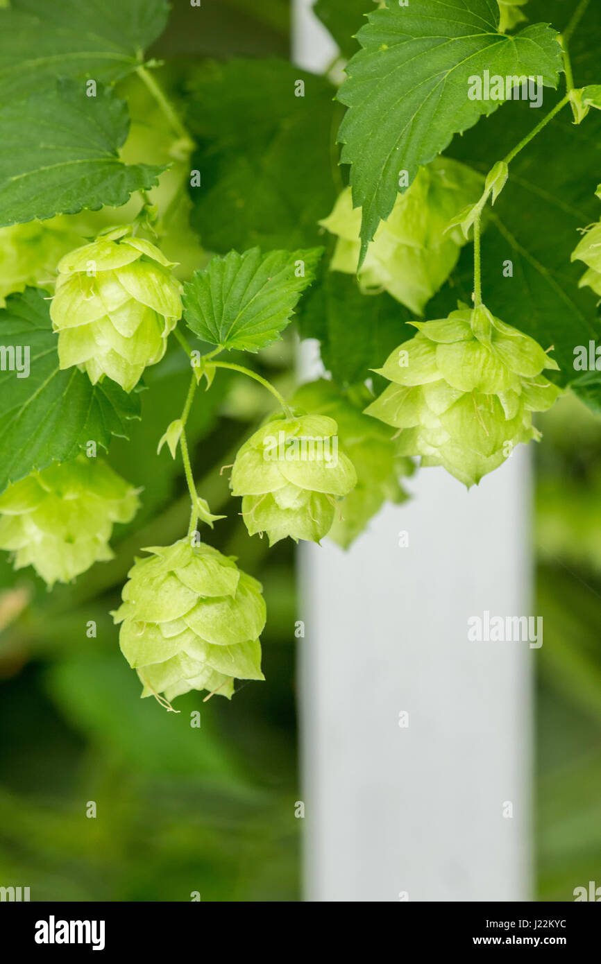 Female hop cones hi-res stock photography and images - Alamy