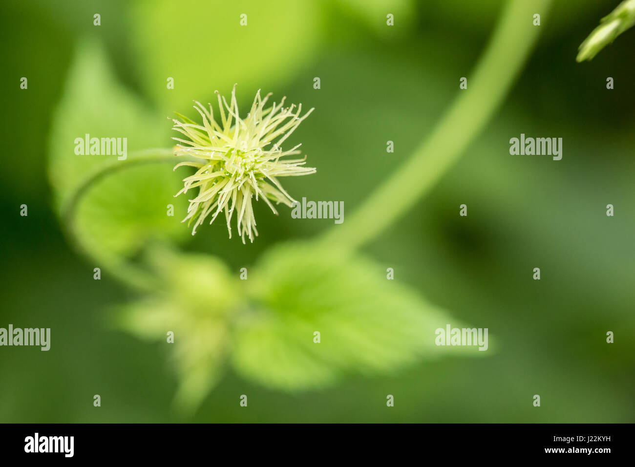 Close-up of a hops plant flowering, covered in hop aphids, in Issaquah ...