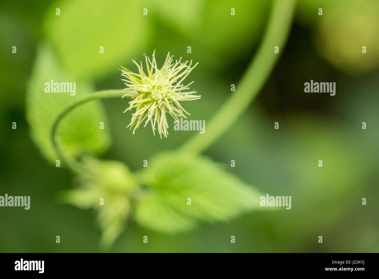 Hops Female Flower High Resolution Stock Photography and Images - Alamy