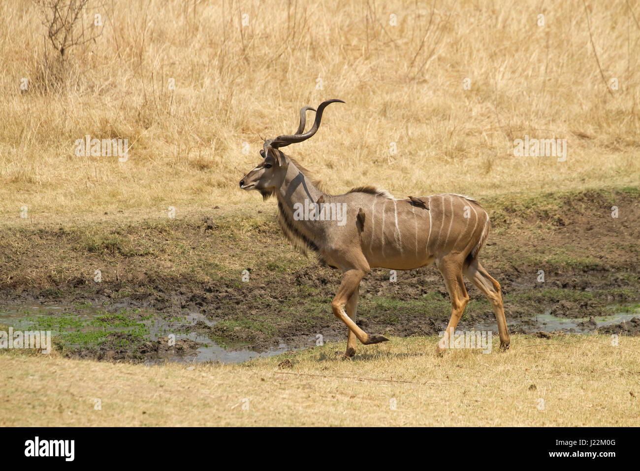 Male Kudu with Red-billed Oxpecker birds on its back, walking in the ...
