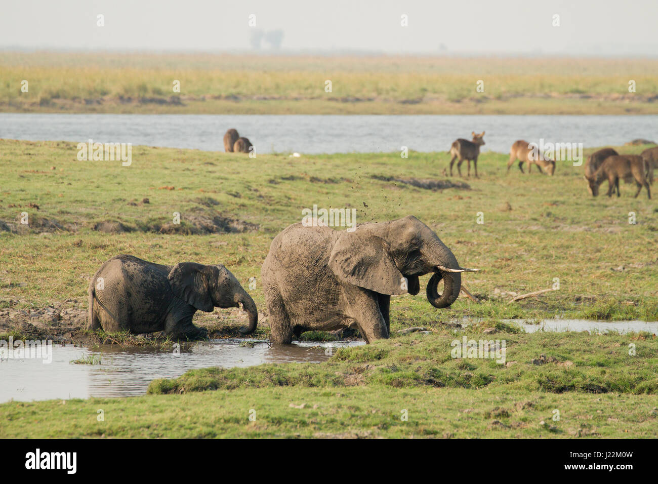 African Elephants taking mud bath, spraying themselves with mud to help ...