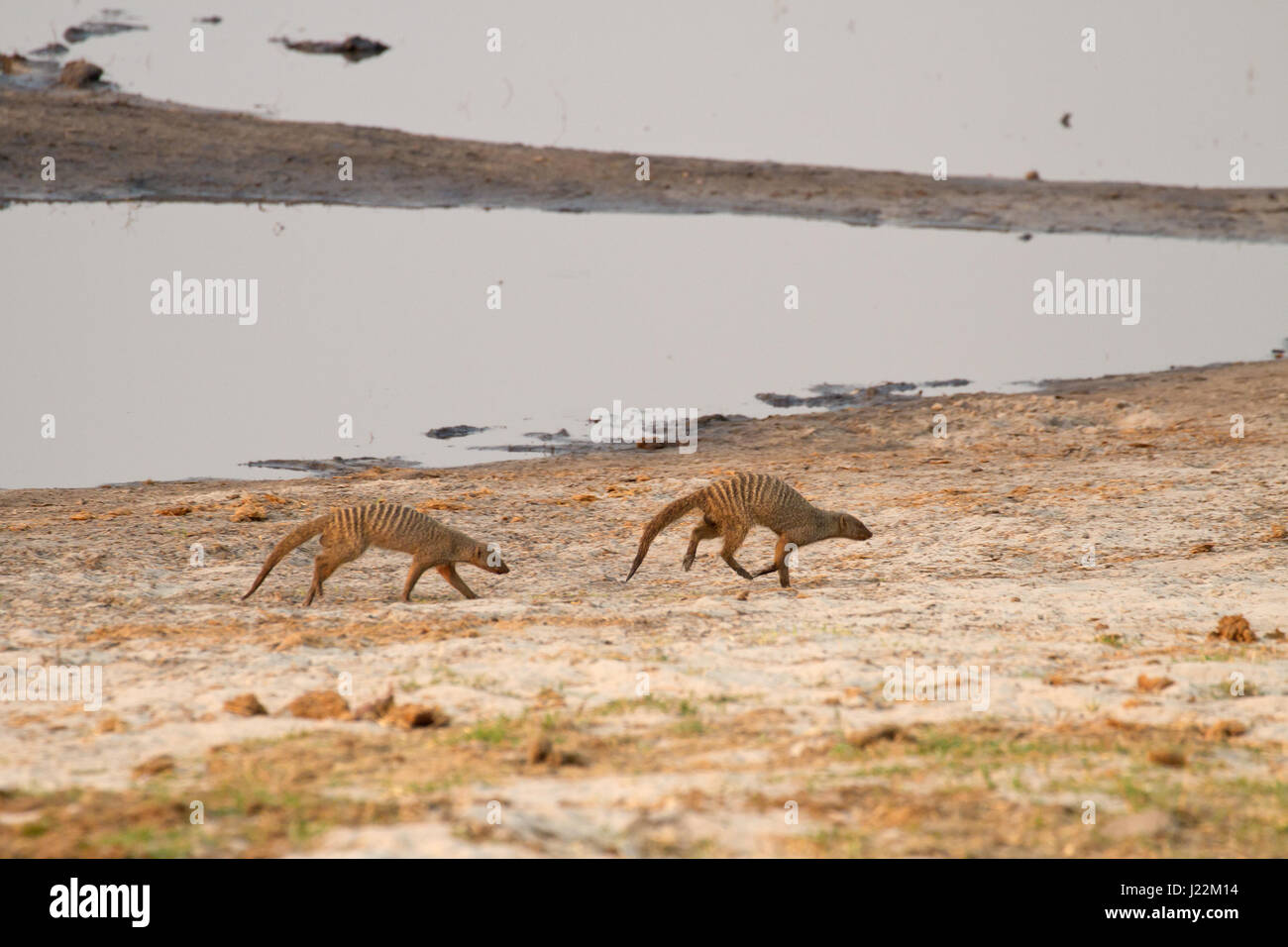 Banbed mongoose foraging hi-res stock photography and images - Alamy