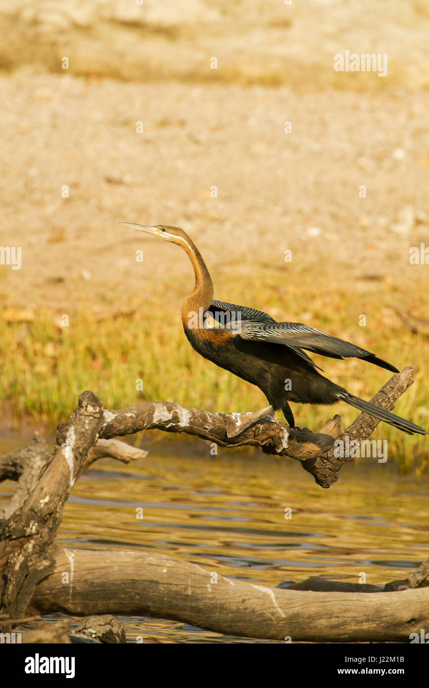 Anhinga melanogaster drying its wings hi-res stock photography and ...