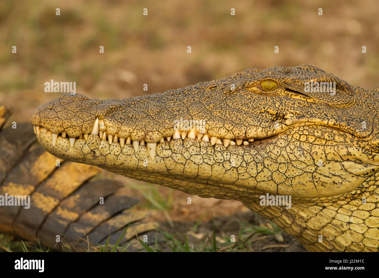 Closeup crocodile face hi-res stock photography and images - Alamy