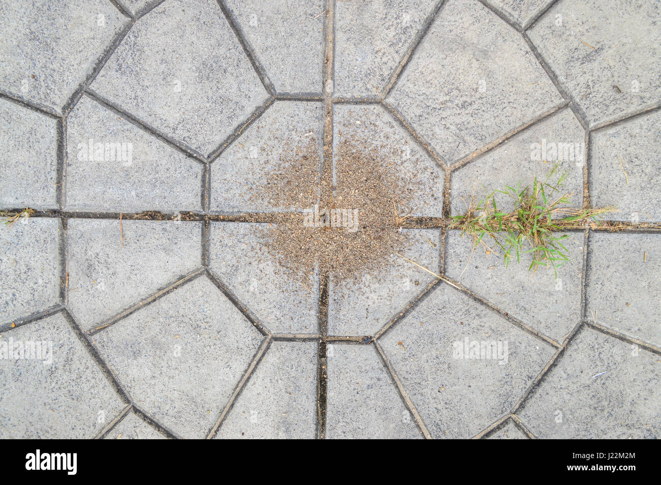 Ants nest concrete hi-res stock photography and images - Alamy