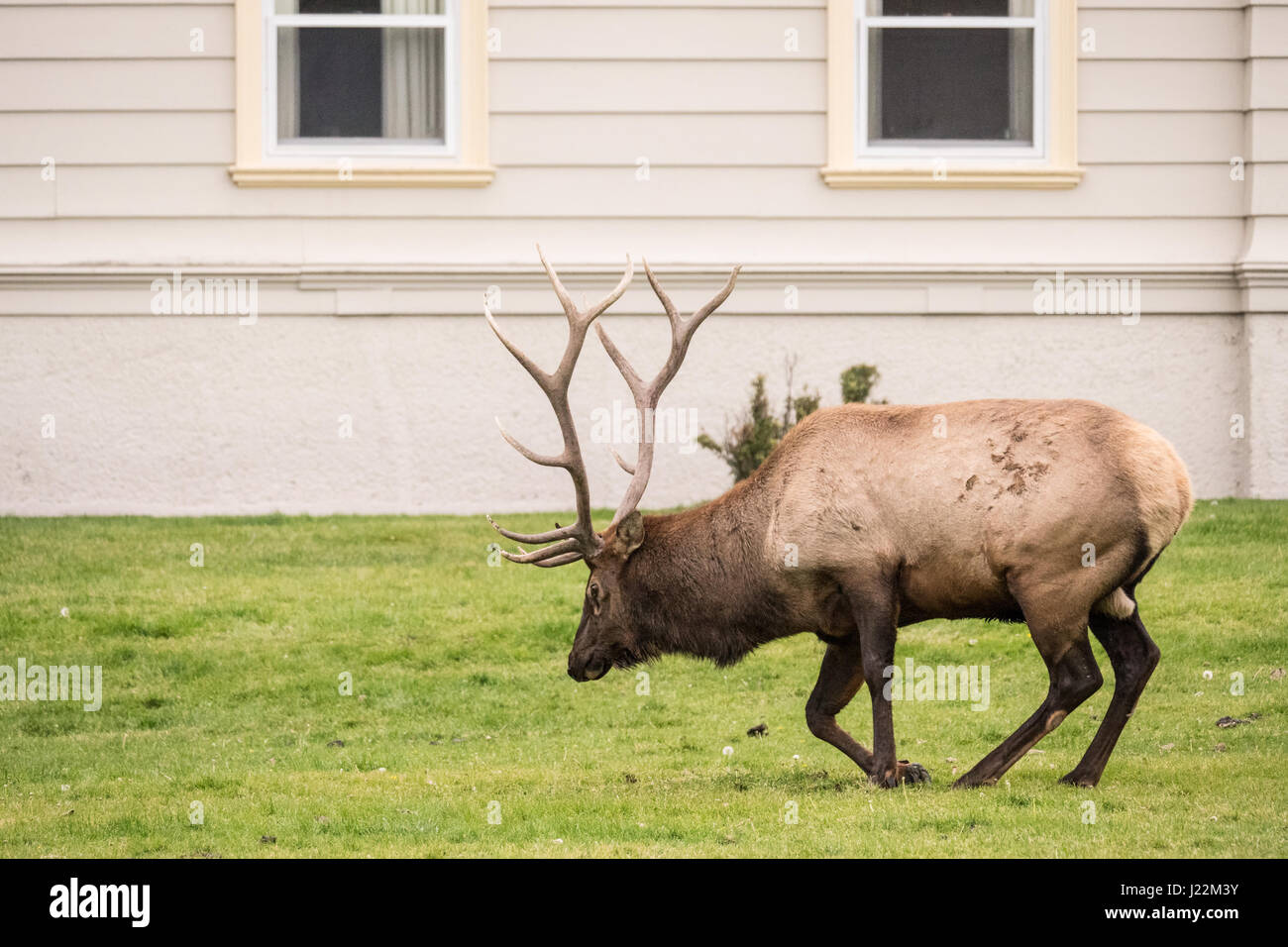 American process hi-res stock photography and images - Alamy