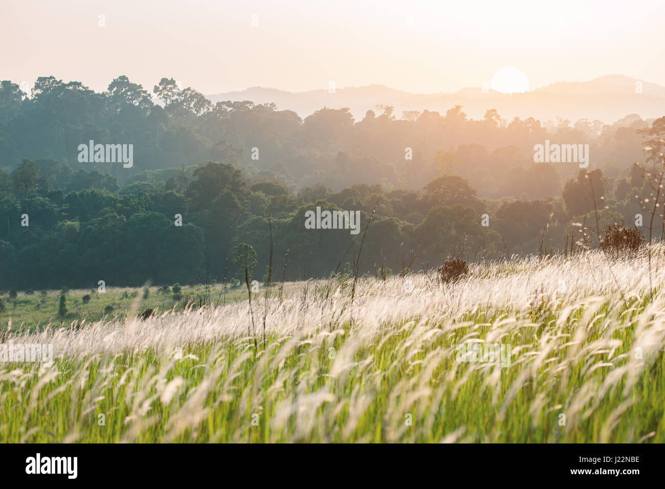 Blowing flower grass field on hill inside forest with sunrise behind ...