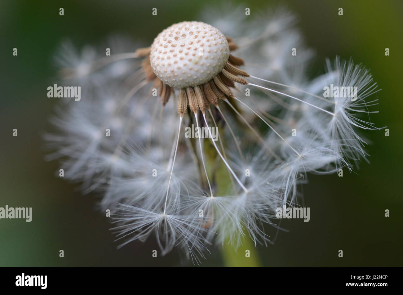 Dandelion blowing floating seeds hi-res stock photography and images ...