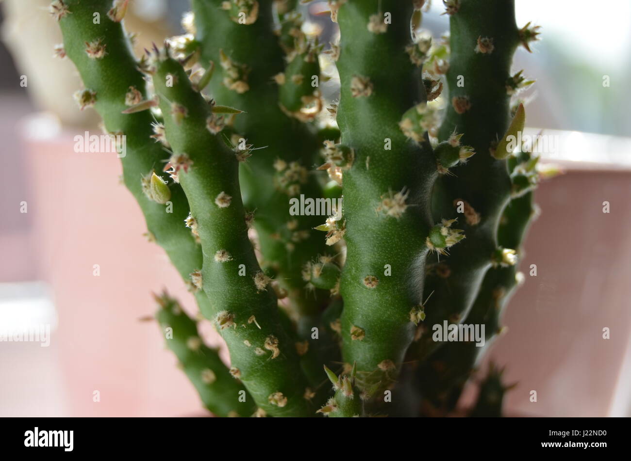 Desert oasis cactus hi-res stock photography and images - Alamy
