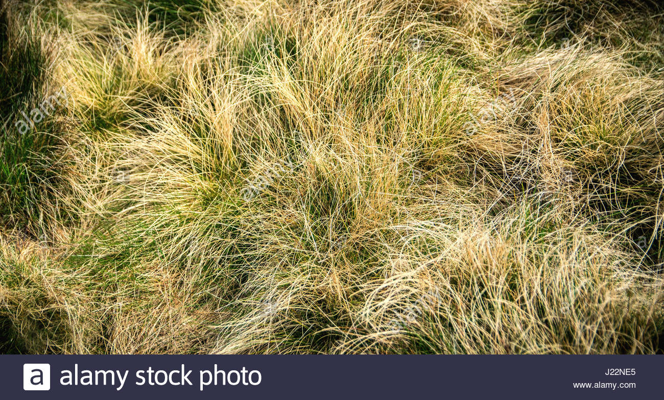 Grassy Texture High Resolution Stock Photography and Images - Alamy
