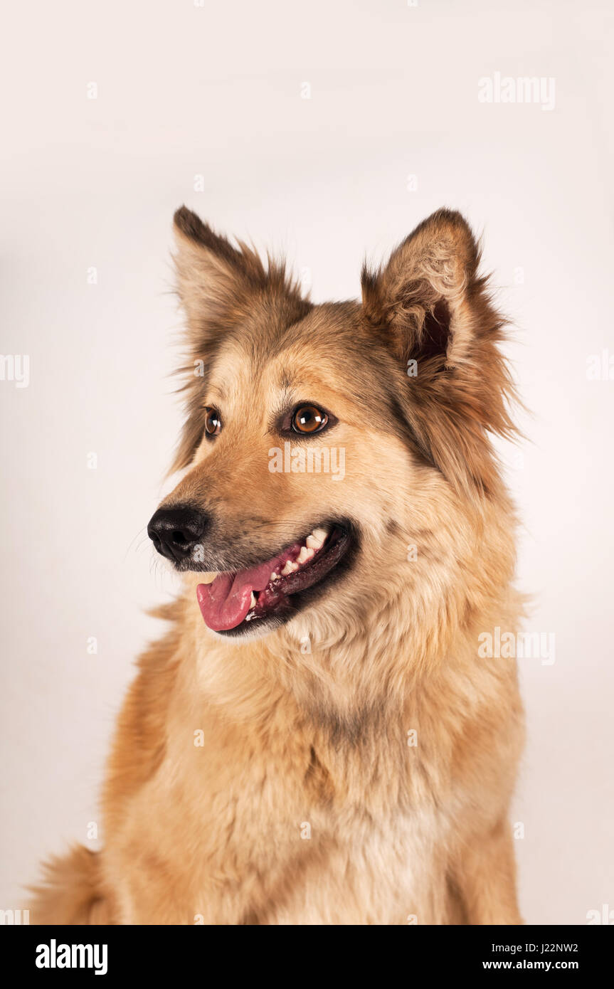 Portrait of mixed breed dog beige color with big ears and semi long ...