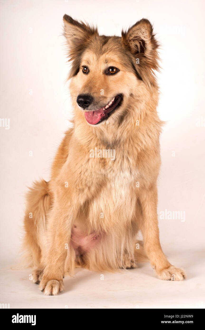 Portrait of mixed breed dog beige color with big ears and semi long ...