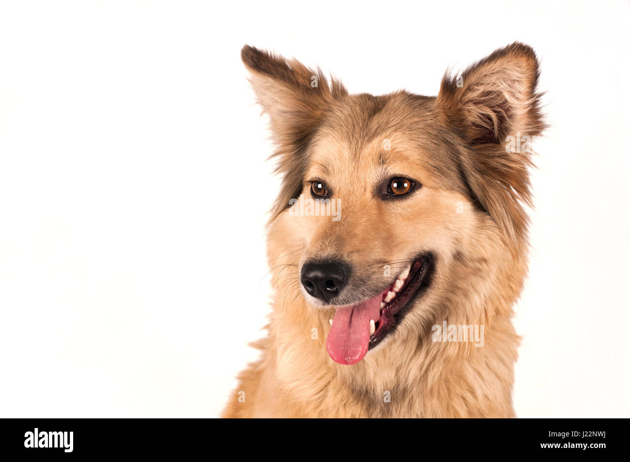 Portrait of mixed breed dog beige color with big ears and semi long ...