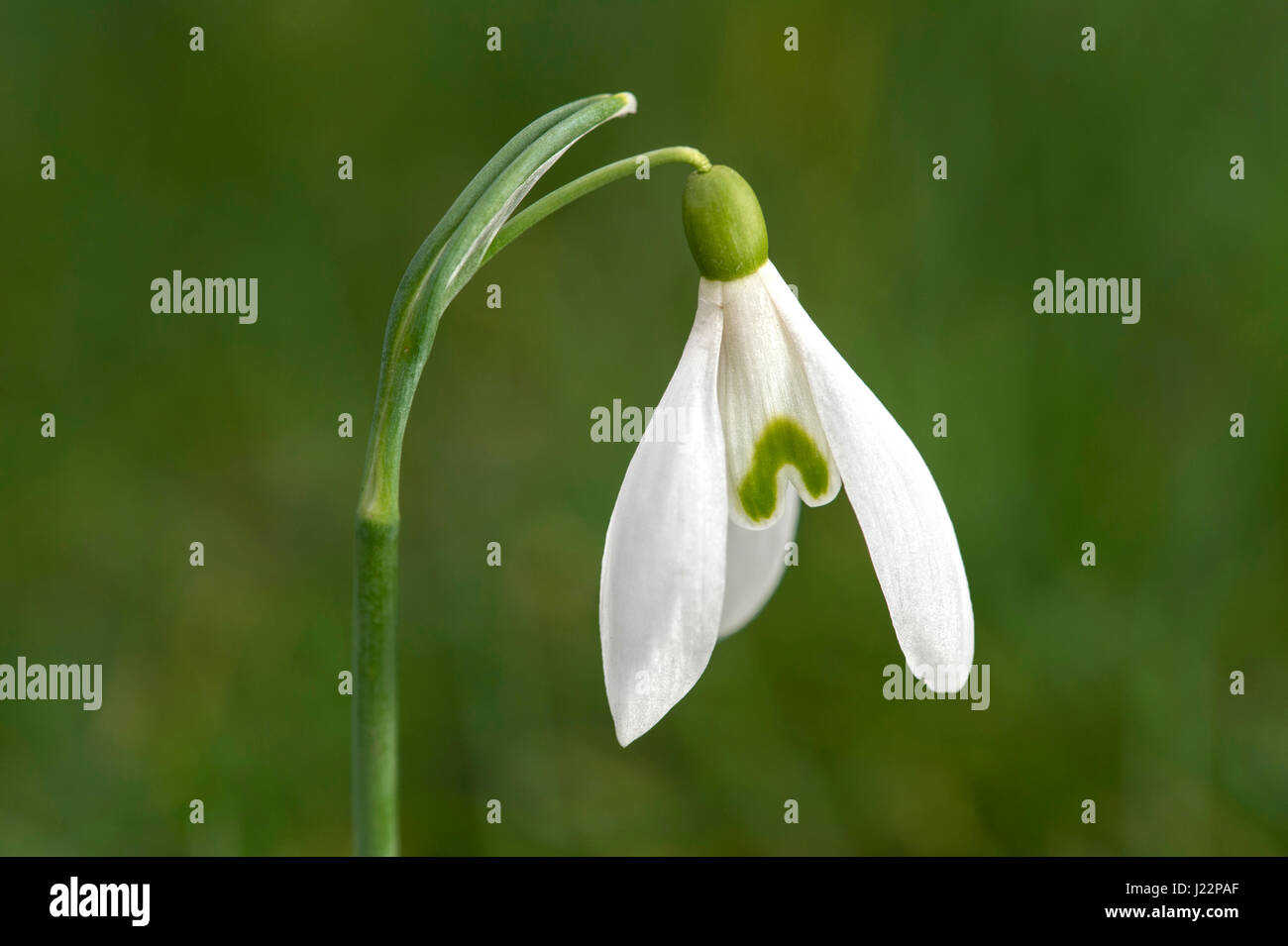 Small snowdrop (Galanthus nivalis), Switzerland Stock Photo - Alamy