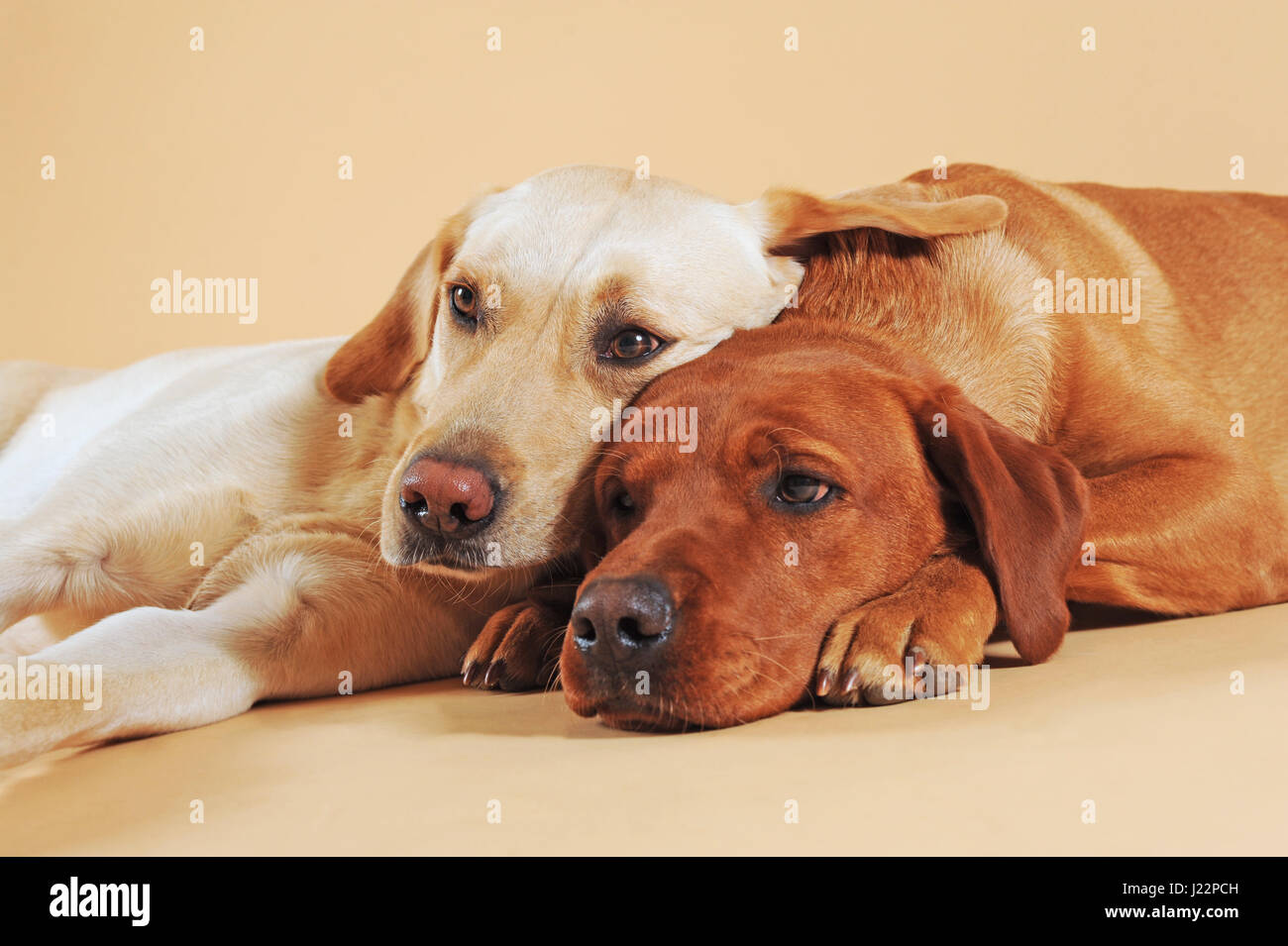 Two labrador retrievers, yellow, cuddling, lying Stock Photo - Alamy