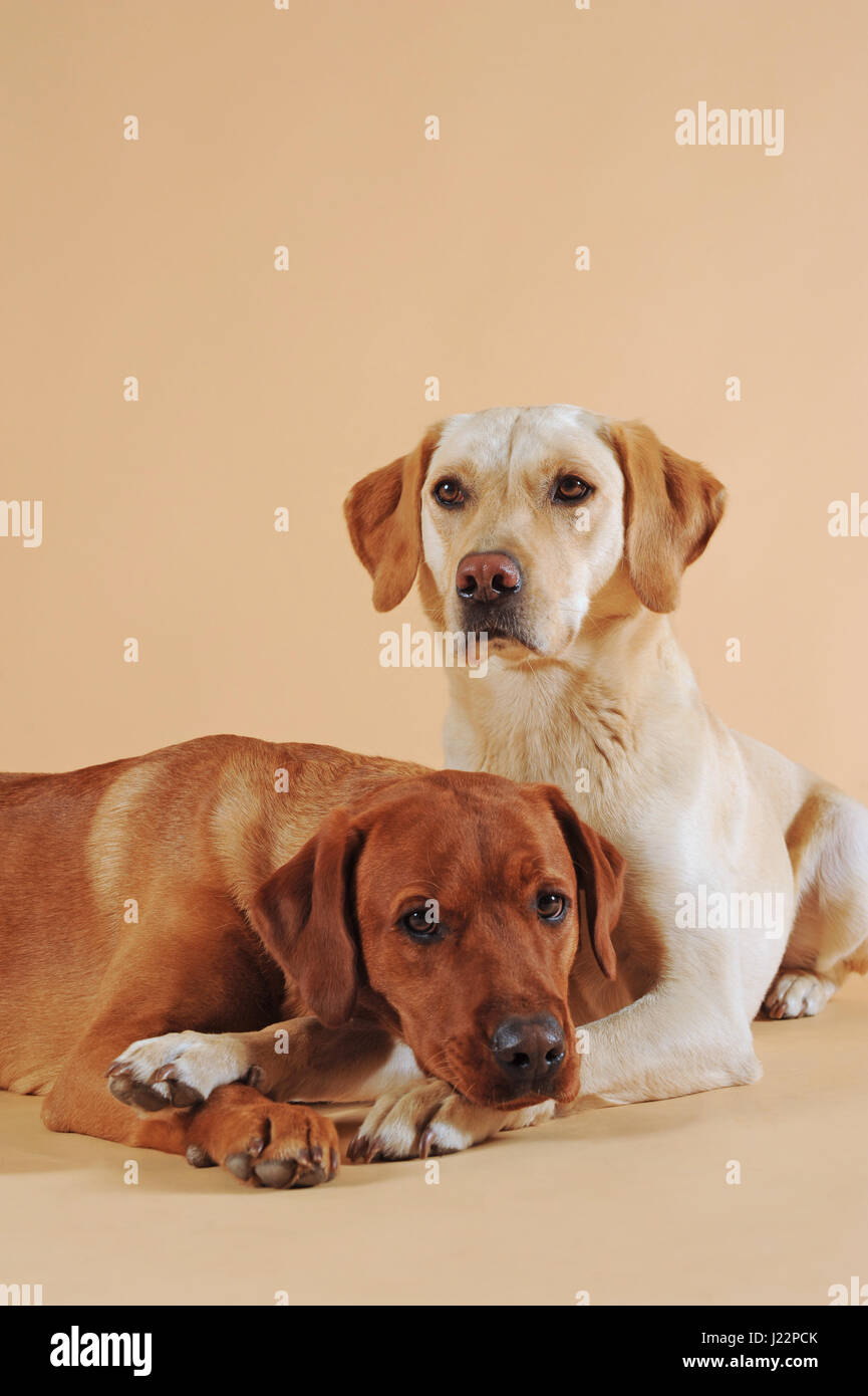 Labrador retriever, yellow, cuddling Stock Photo - Alamy