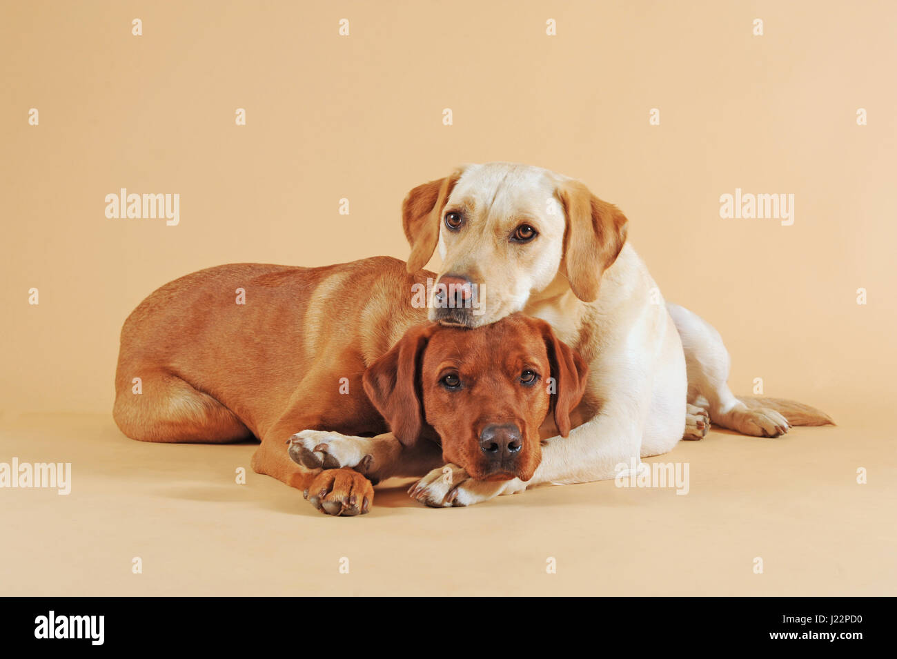 Two labrador retrievers, yellow, cuddling, lying Stock Photo - Alamy