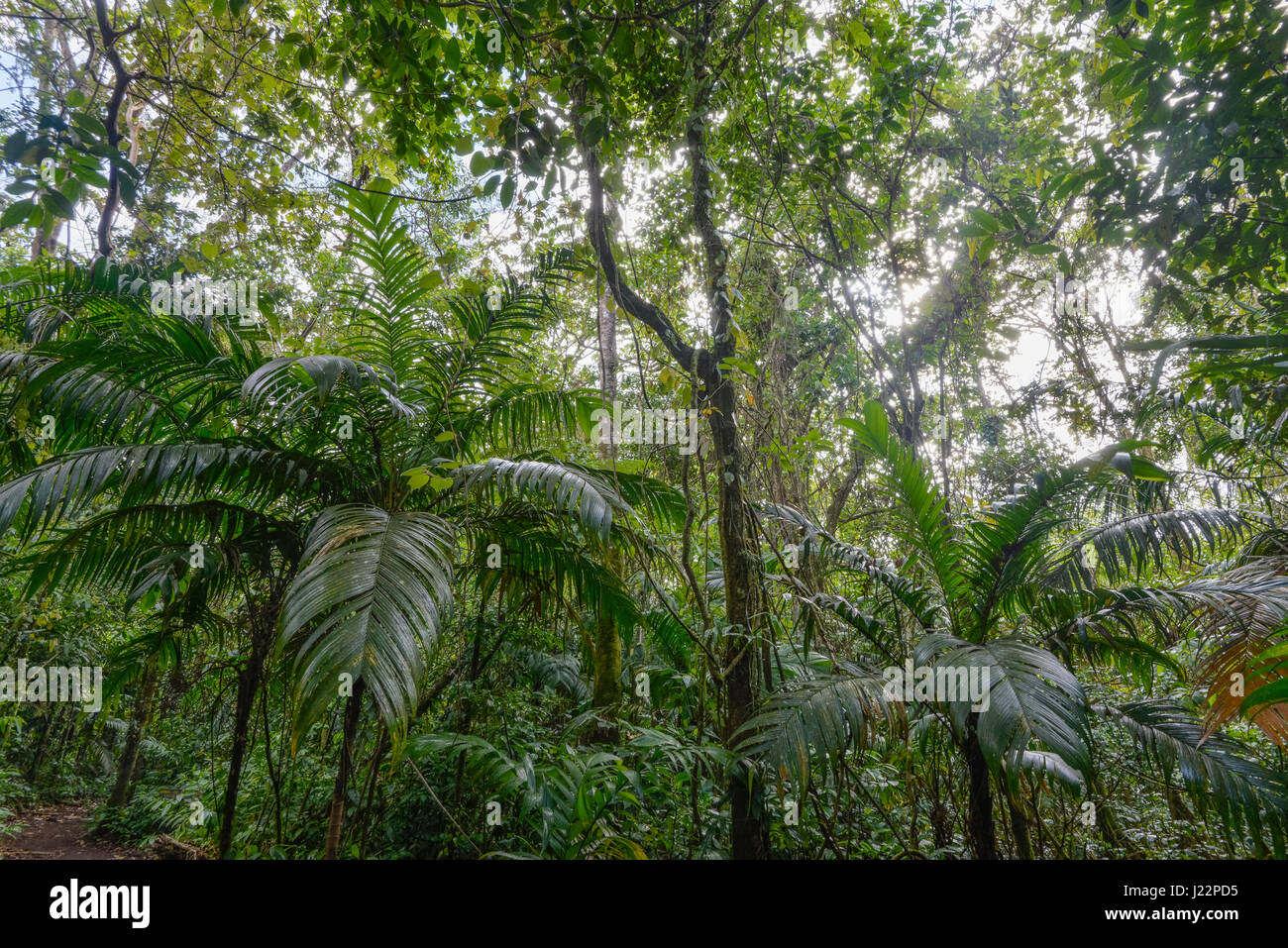 Dense rainforest, Arenal Volcano National Park, Alajuela province ...