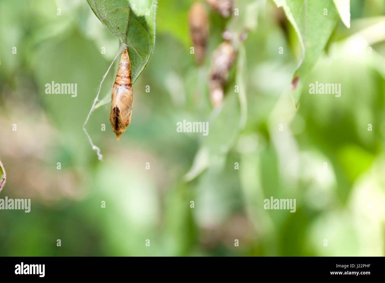 Blank chrysalis butterfly hanging on leaves in nature Stock Photo - Alamy