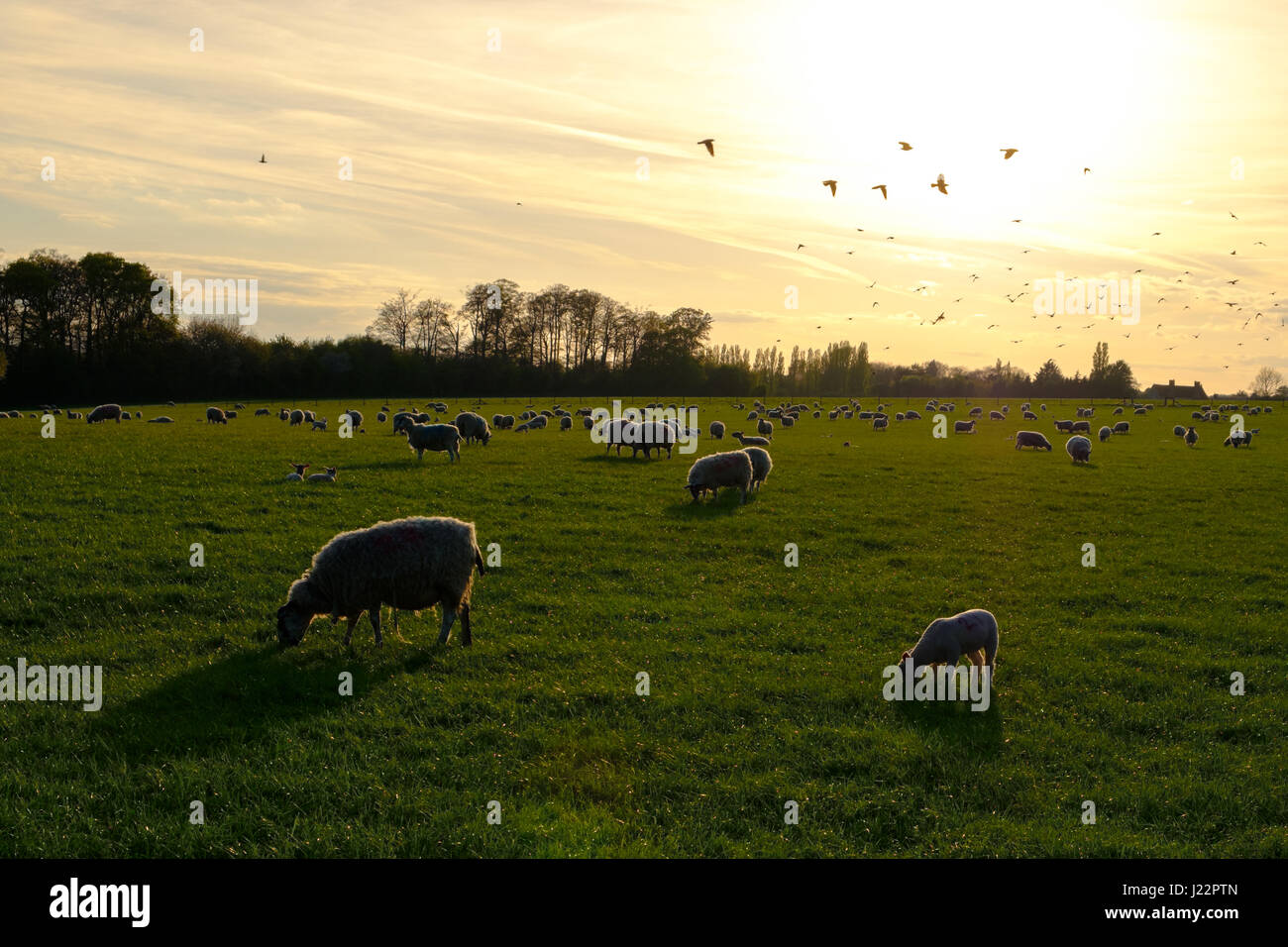 Golden hour chess hi-res stock photography and images - Alamy