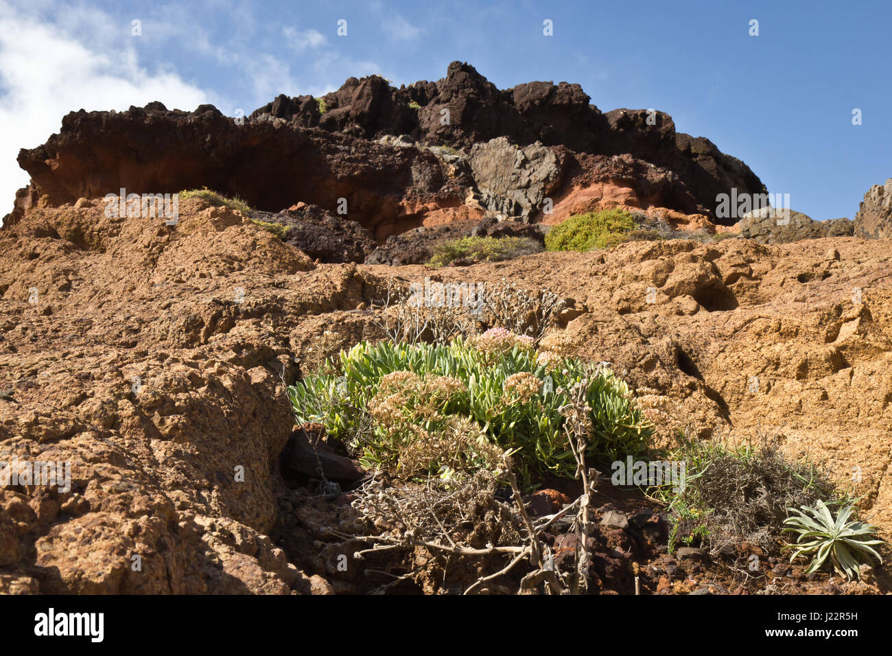 Plants in Madeira, Portugal Stock Photo - Alamy