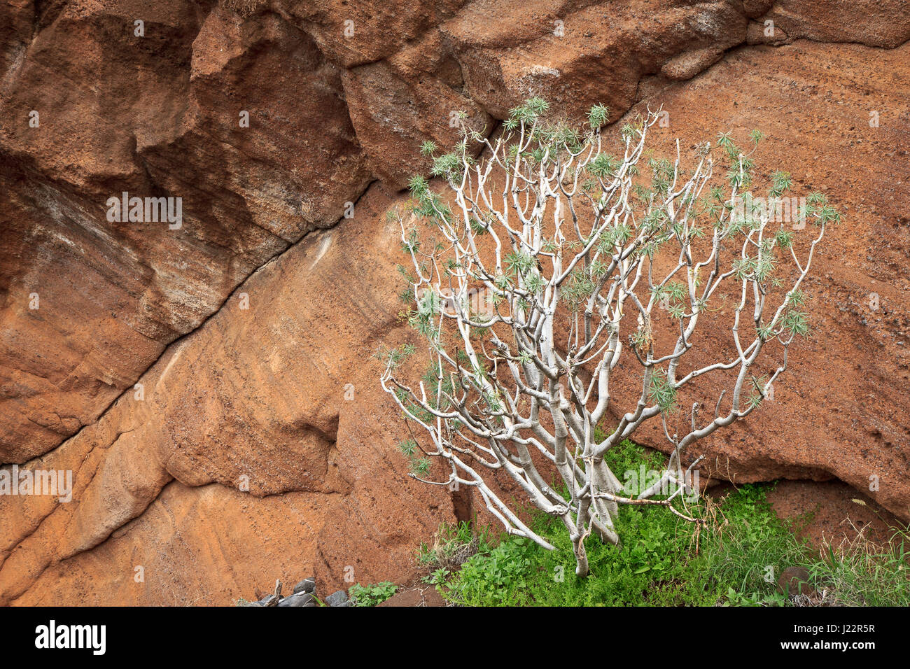 Plants in Madeira, Portugal Stock Photo - Alamy